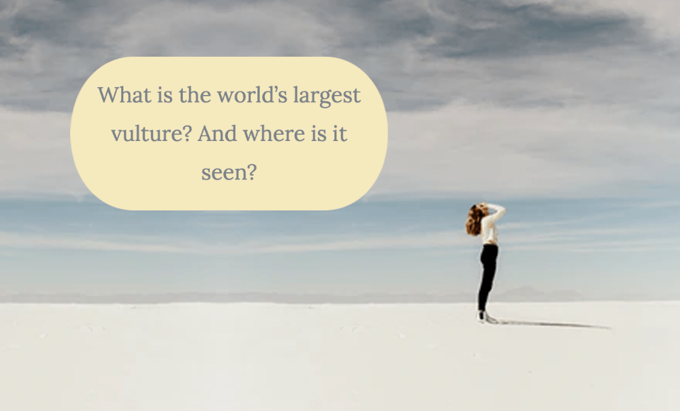 What is the world’s largest vulture? And where is it seen? - Here Be ...