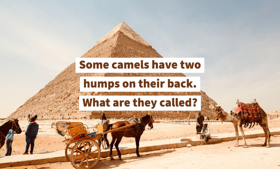 Some camels have two humps on their back. What are they called? - Here ...