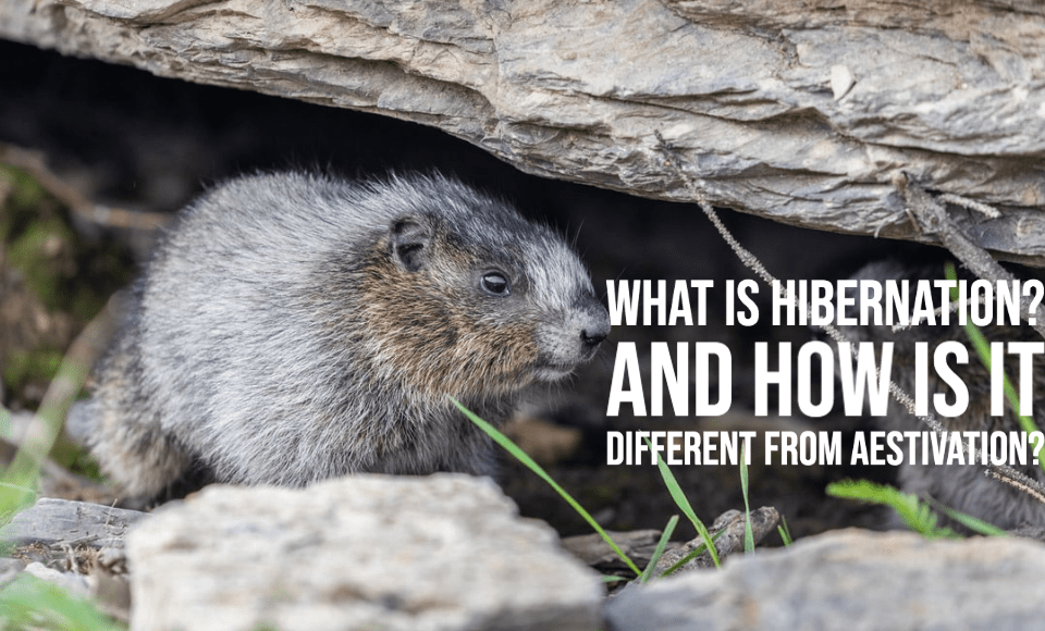 What is hibernation? And how is it different from aestivation? - Here ...