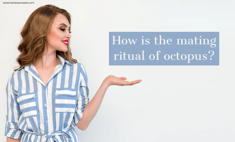 How is the mating ritual of octopus? - Here Be Answers