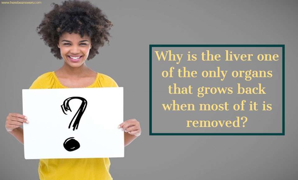 Why is the liver one of the only organs that grows back when most of it ...