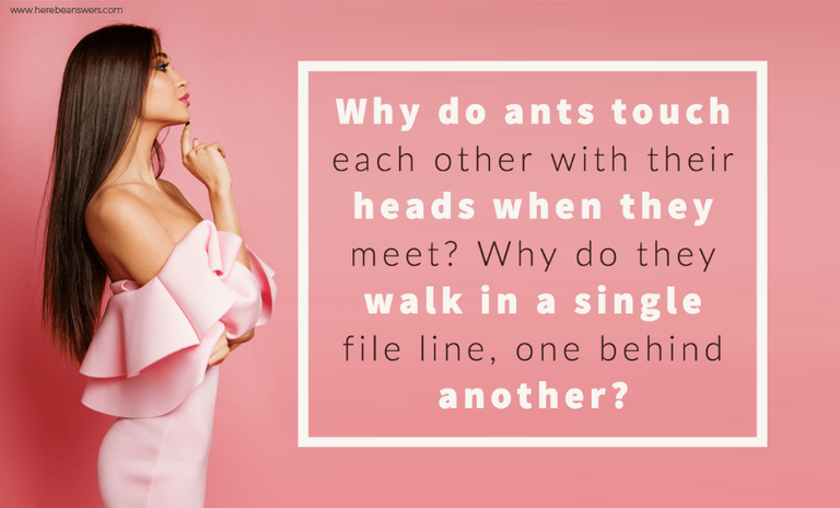 Why do ants touch each other with their heads when they meet? Why do ...